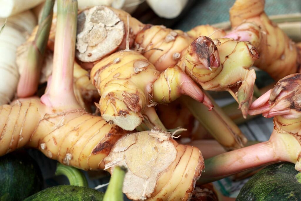 Le galanga, qu'est-ce que c'est