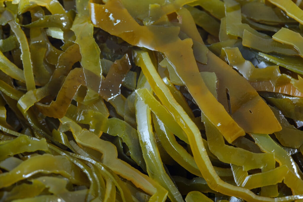 What is Kombu?