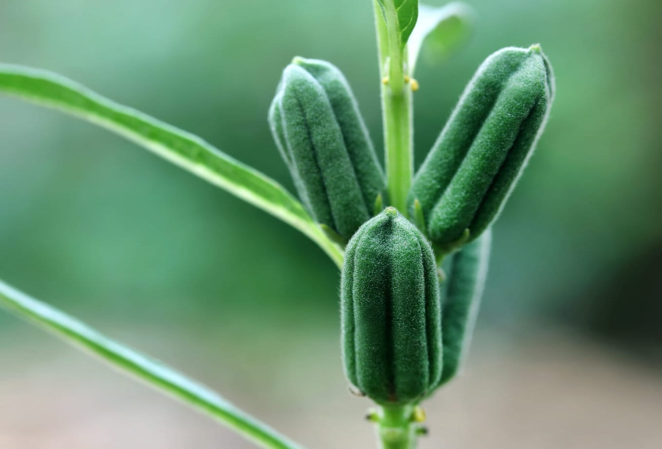 Sesame Seeds Explained