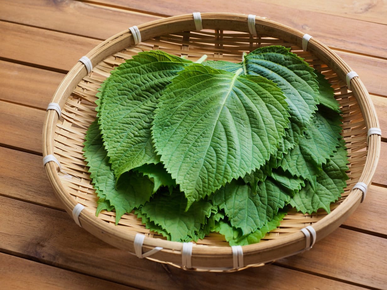 What is Shiso?
